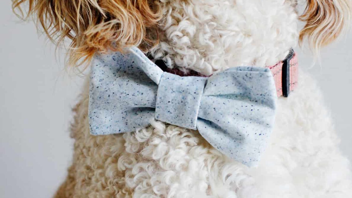 15 Fun Things to Sew For Your Pet: Free Patterns!