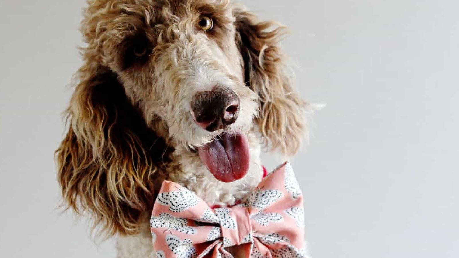 15 Fun Things to Sew For Your Pet: Free Patterns!