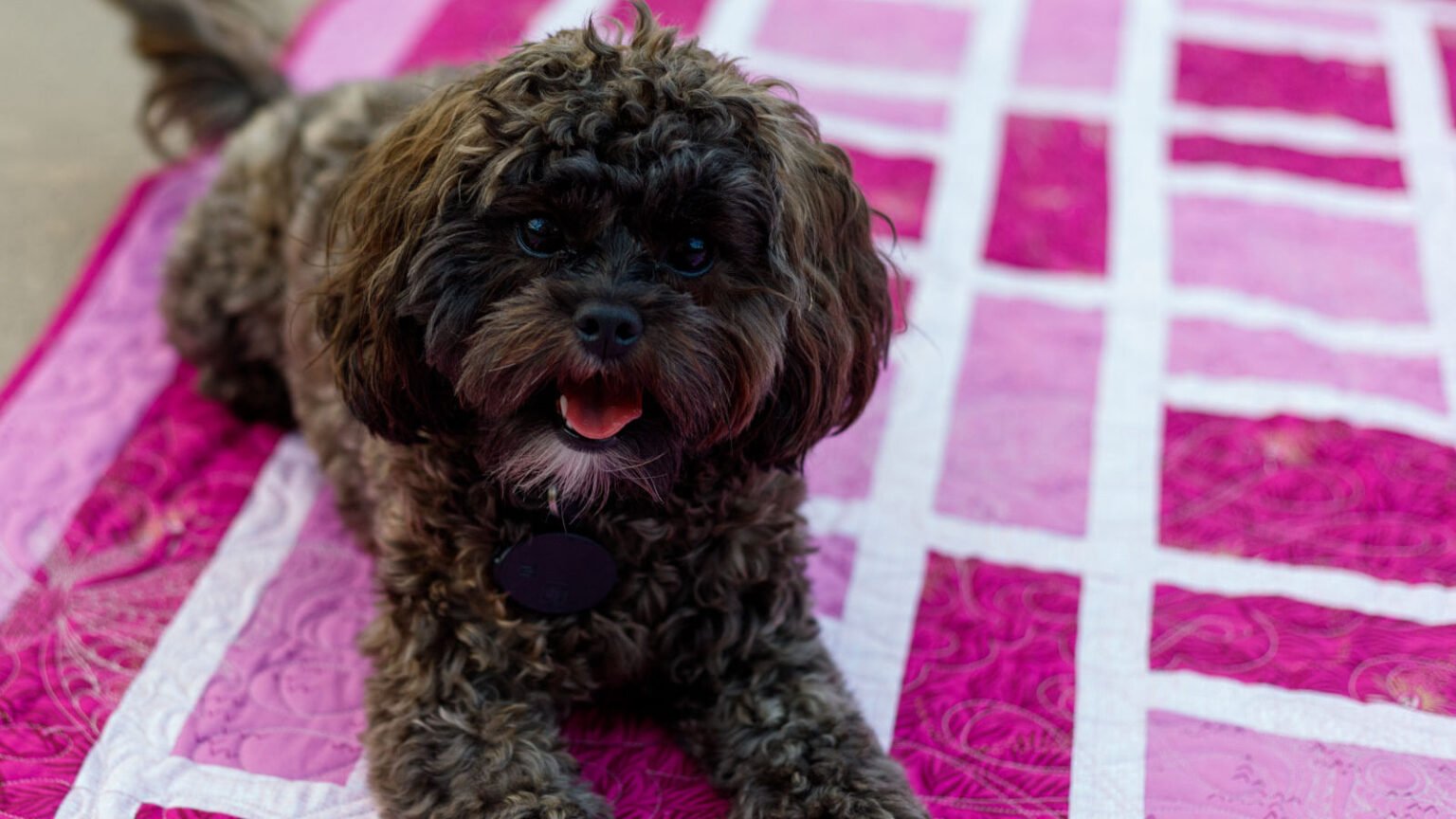 Dream House: 3 Yard Quilt Pattern